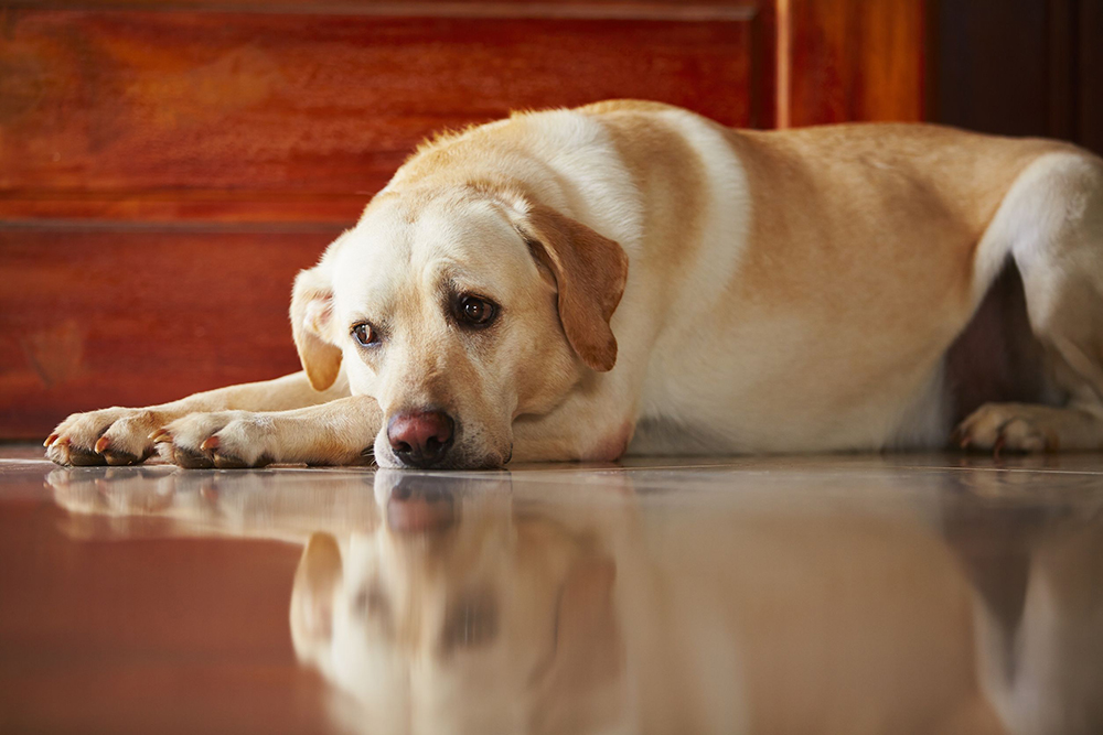 Pets get the 'back to school' blues when youngsters return after the ...