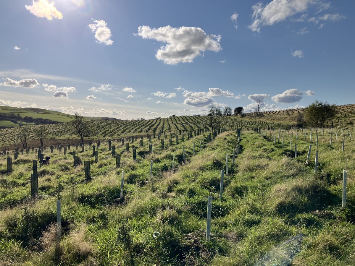 Plans for new 24-acre woodland in Alfrick Pound unveiled - The Malvern ...